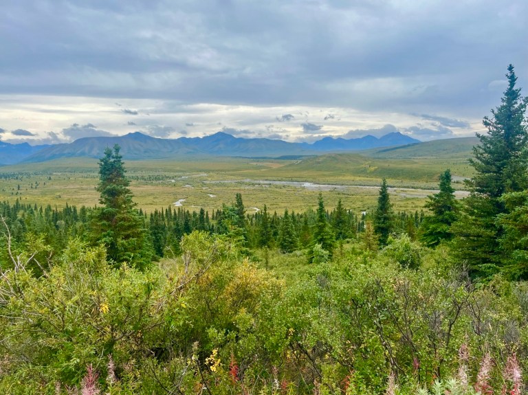 The Ultimate Guide to Denali National Park in Summer – mir on mountains