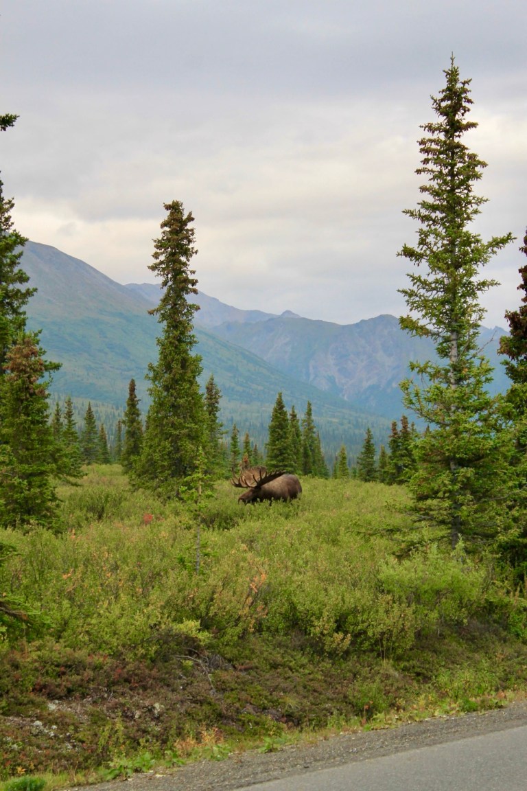 The Ultimate Guide to Denali National Park in Summer – mir on mountains