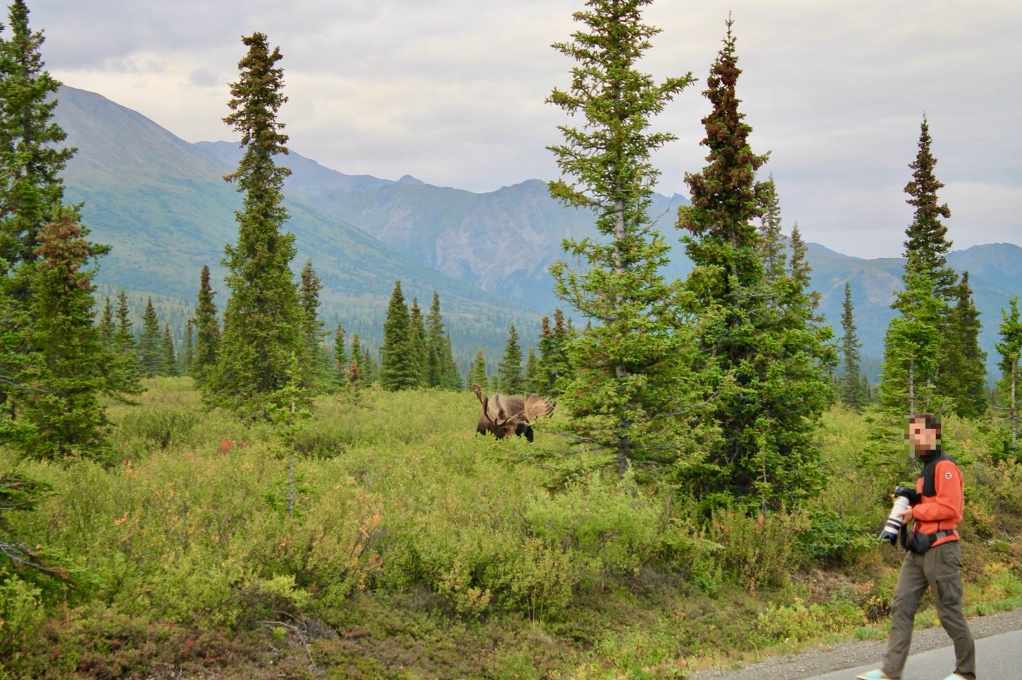 The Ultimate Guide to Denali National Park in Summer – mir on mountains