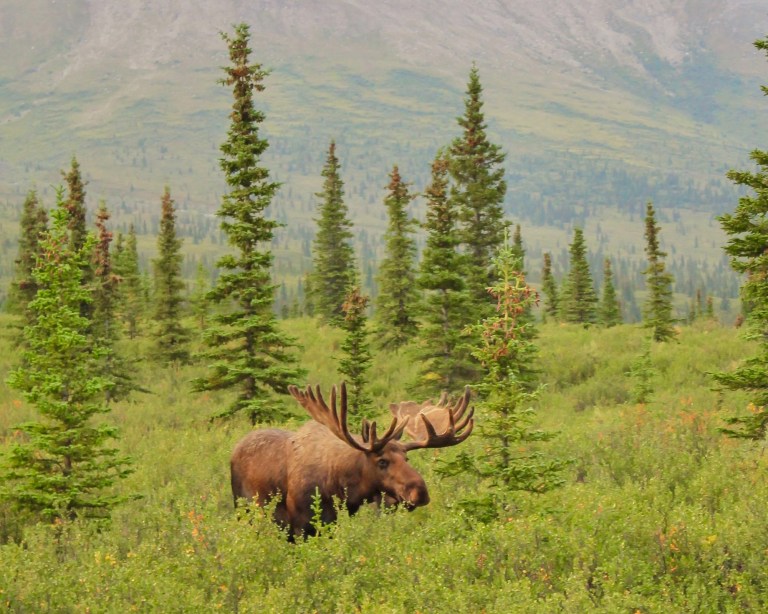 The Ultimate Guide to Denali National Park in Summer – mir on mountains